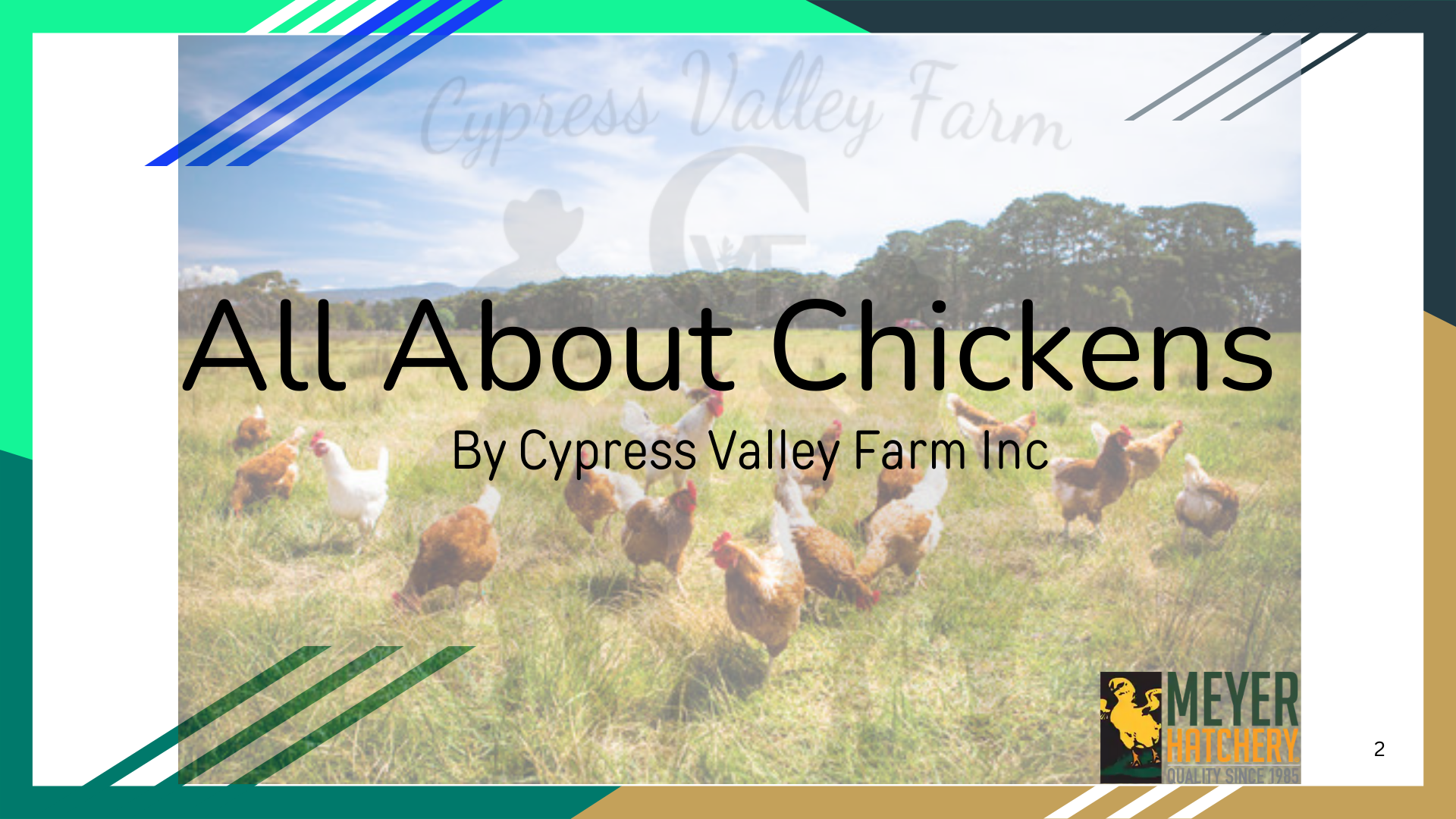 All About Chickens Slide Presentation | Cypress Valley Farm INC